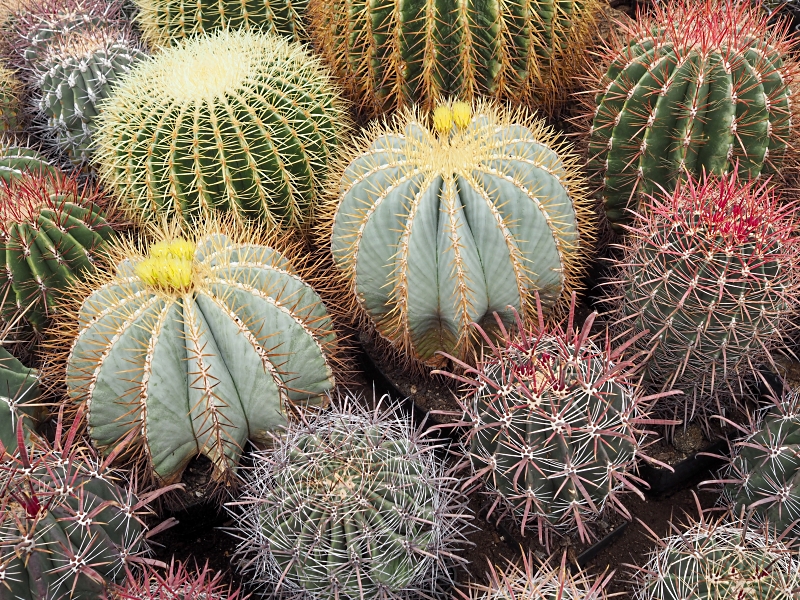 ČLÁNKY :: Kaktusarikladno